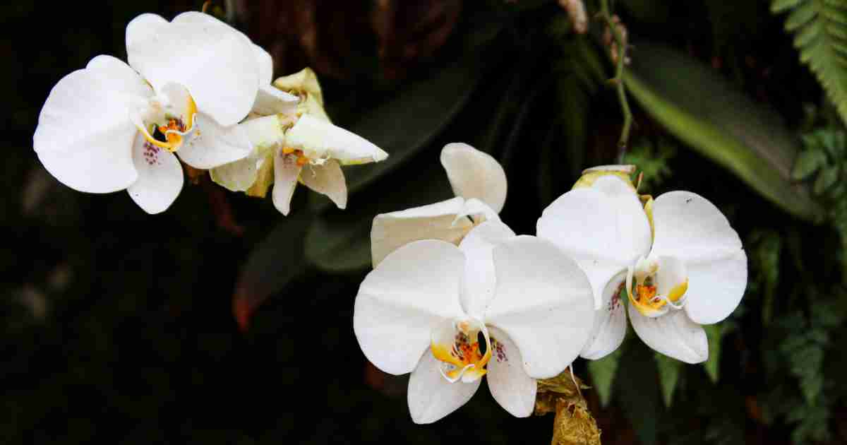 Get to Know Indonesia's National Puspa: What Do They Look Like?